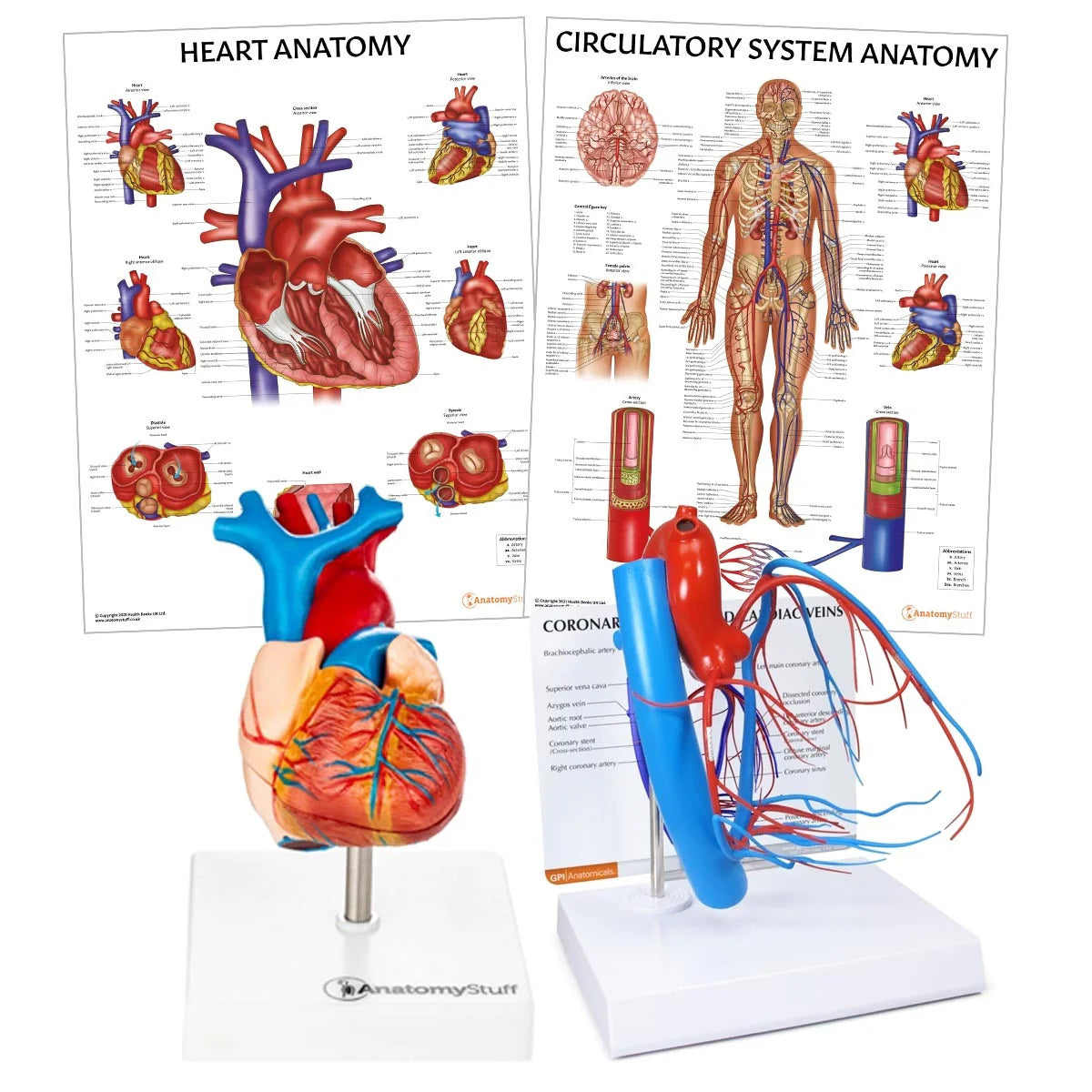 Heart Anatomy Collection – Medisave UK