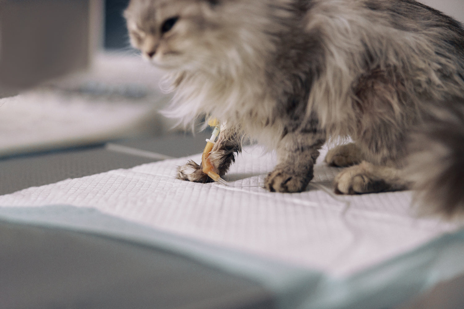 Veterinary Bedding & Kennel Liners – Medisave UK