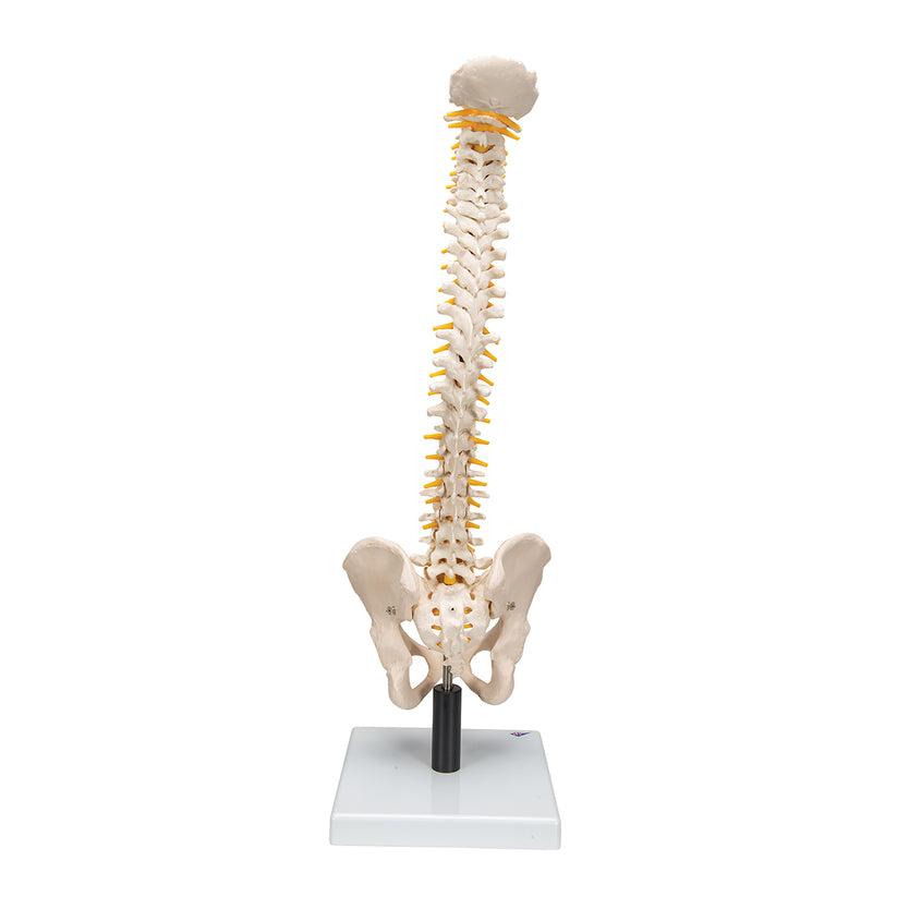 Flexible Human Spine Model with Soft Intervertebral Discs – Medisave UK