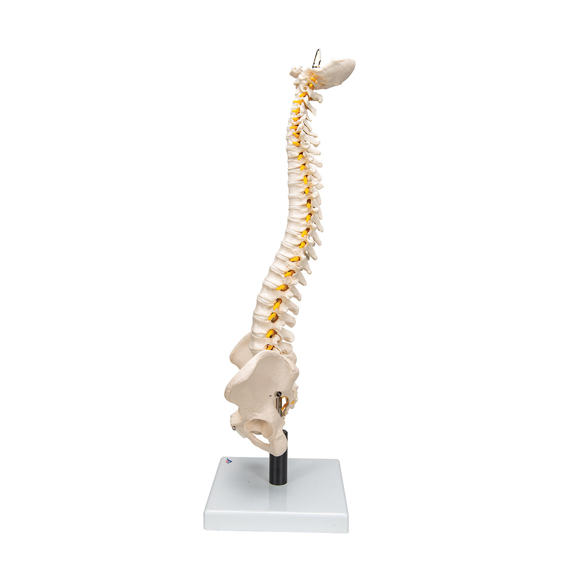 Flexible Human Spine Model with Soft Intervertebral Discs – Medisave UK