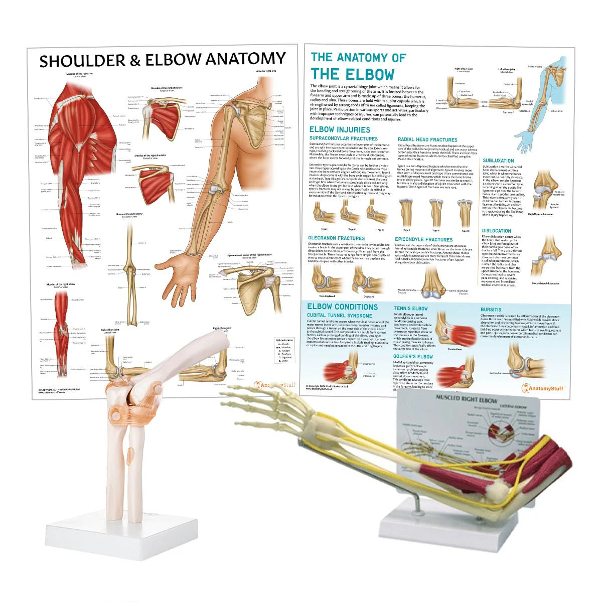 Elbow Anatomy & Pathology Collection – Medisave UK