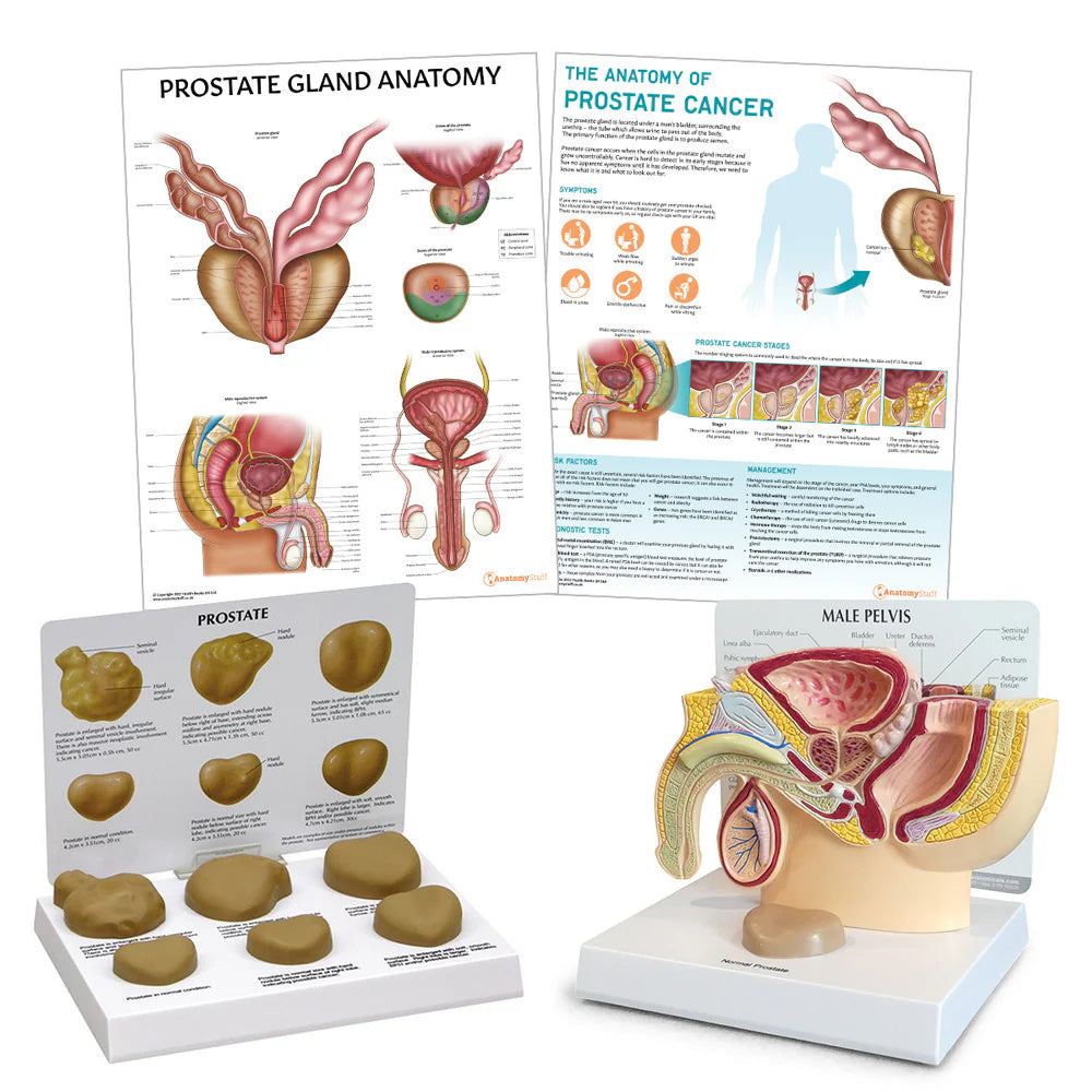 Prostate Anatomy & Pathology Collection – Medisave UK