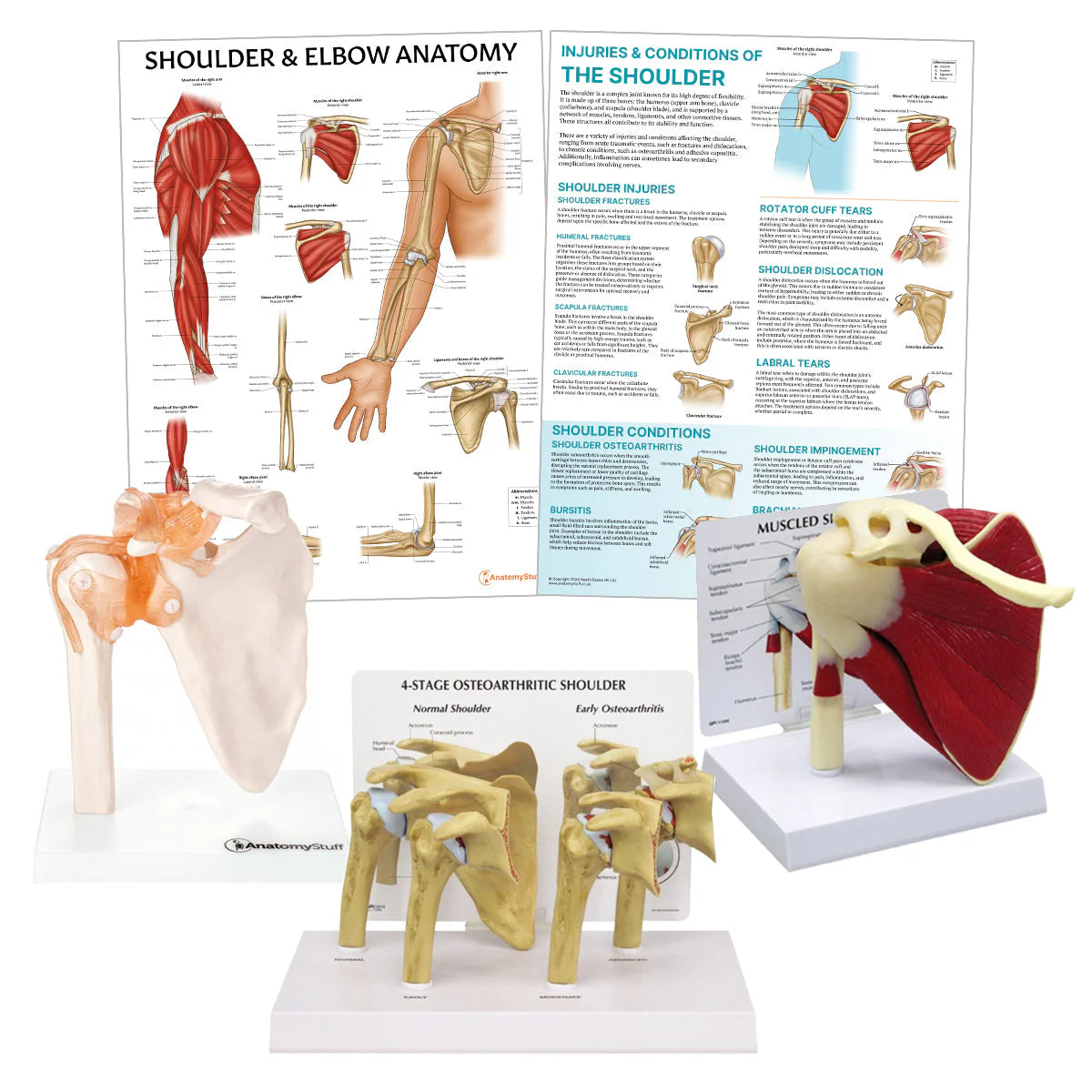 Shoulder Anatomy & Pathology Collection – Medisave UK
