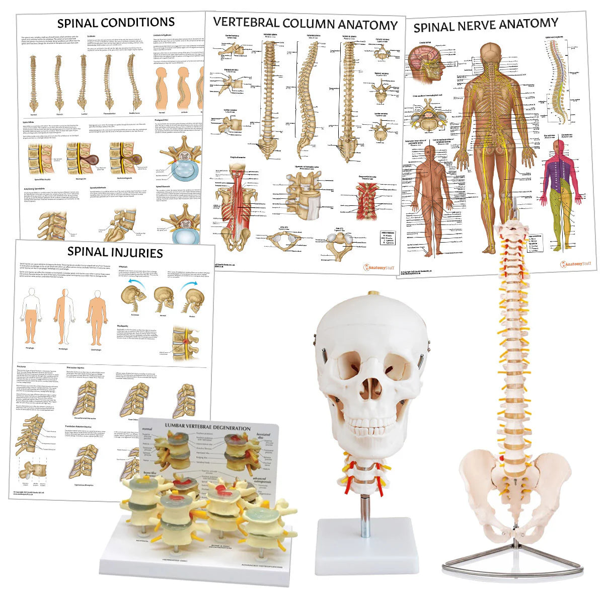 Spine Anatomy & Pathology Collection – Medisave UK