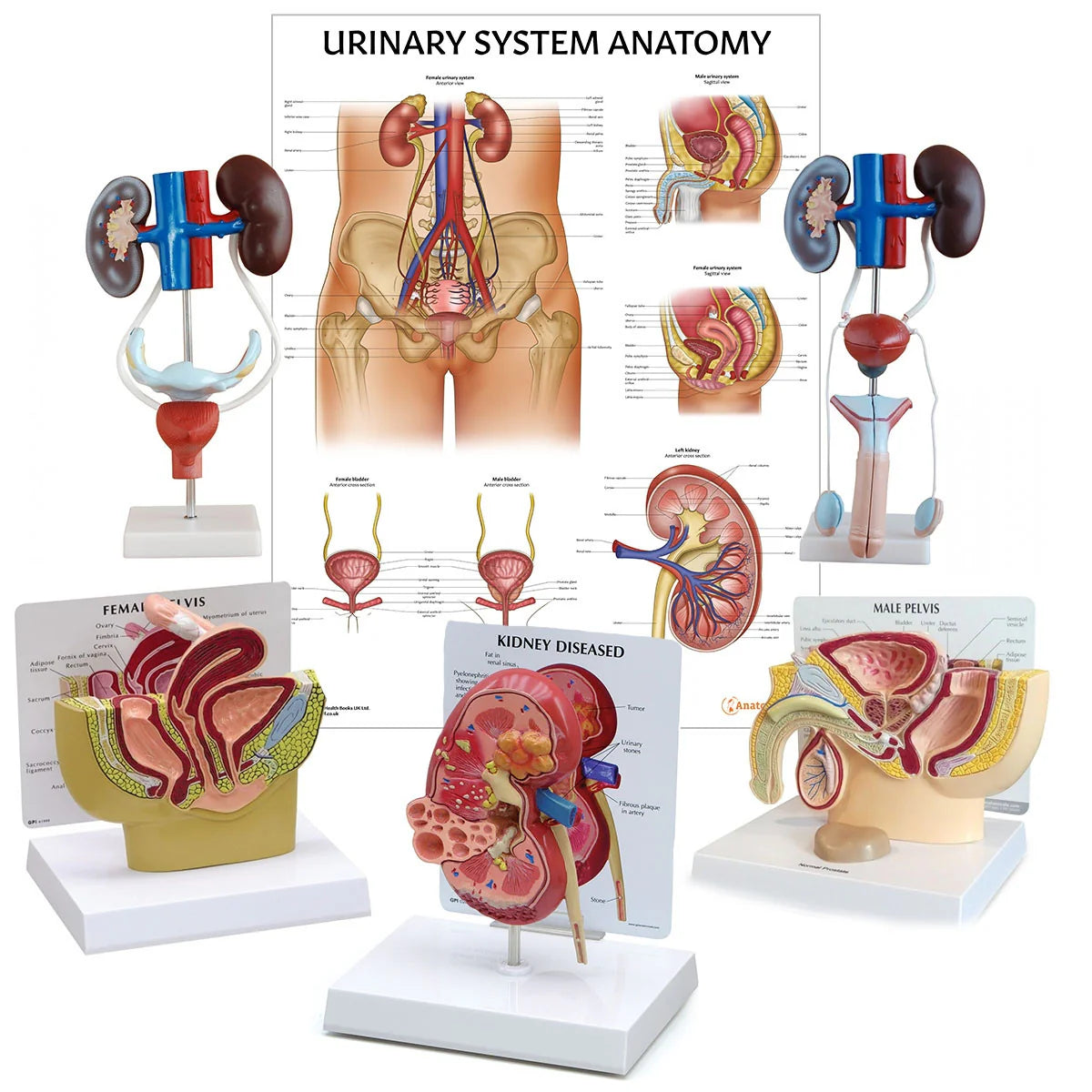 Urinary System Anatomy Collection – Medisave UK