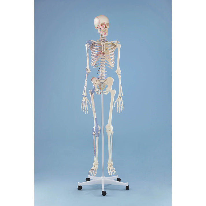 Skeleton “Bert” with Muscle Markings & Ligaments – Medisave UK