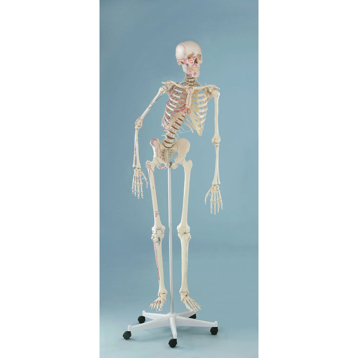 Skeleton Model 'Peter' with Movable Spine and Muscle Markings – Medisave UK