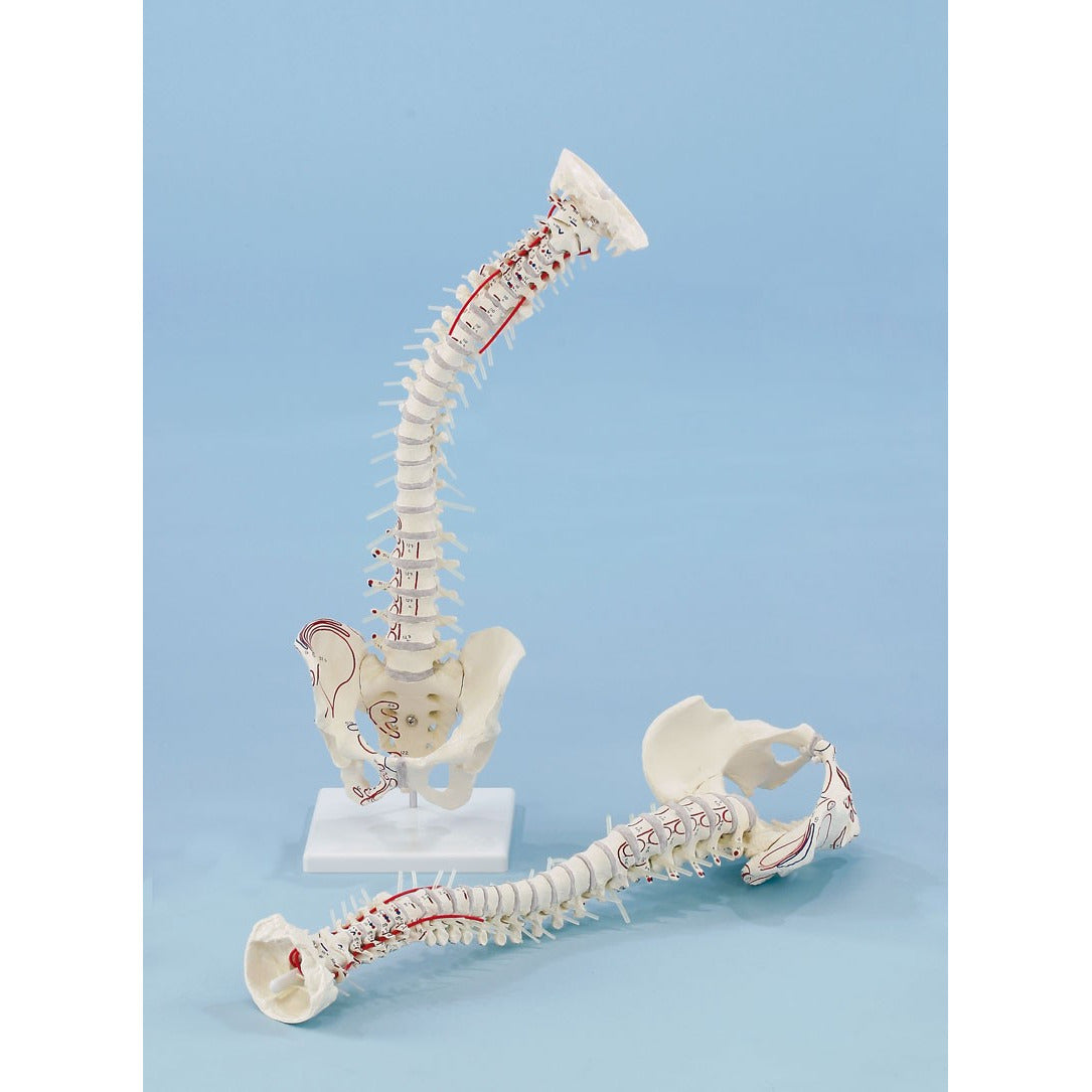 Vertebral Column with Pelvis, Muscle Markings and Stand – Medisave UK
