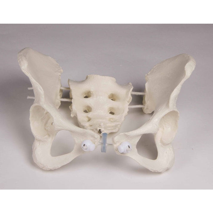 Female Pelvis Model - Flexible – Medisave UK
