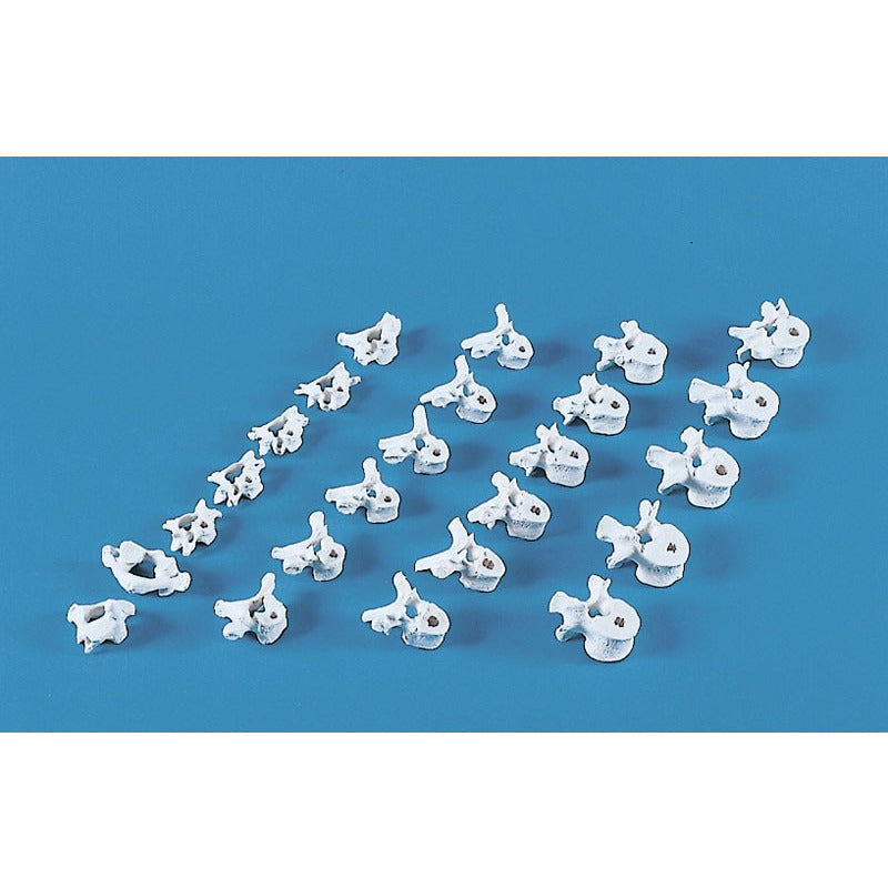 Vertebral Column - Loose on Rubber – Medisave UK