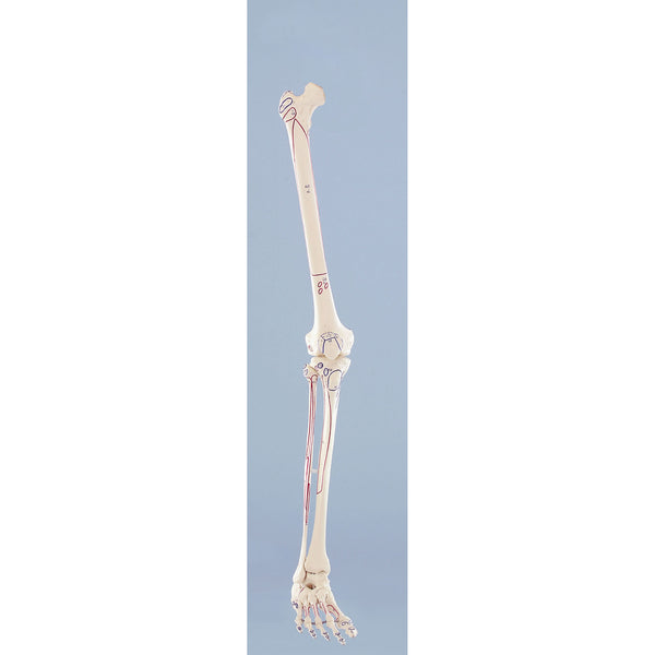Skeleton of Leg with Muscle Marking – Medisave UK