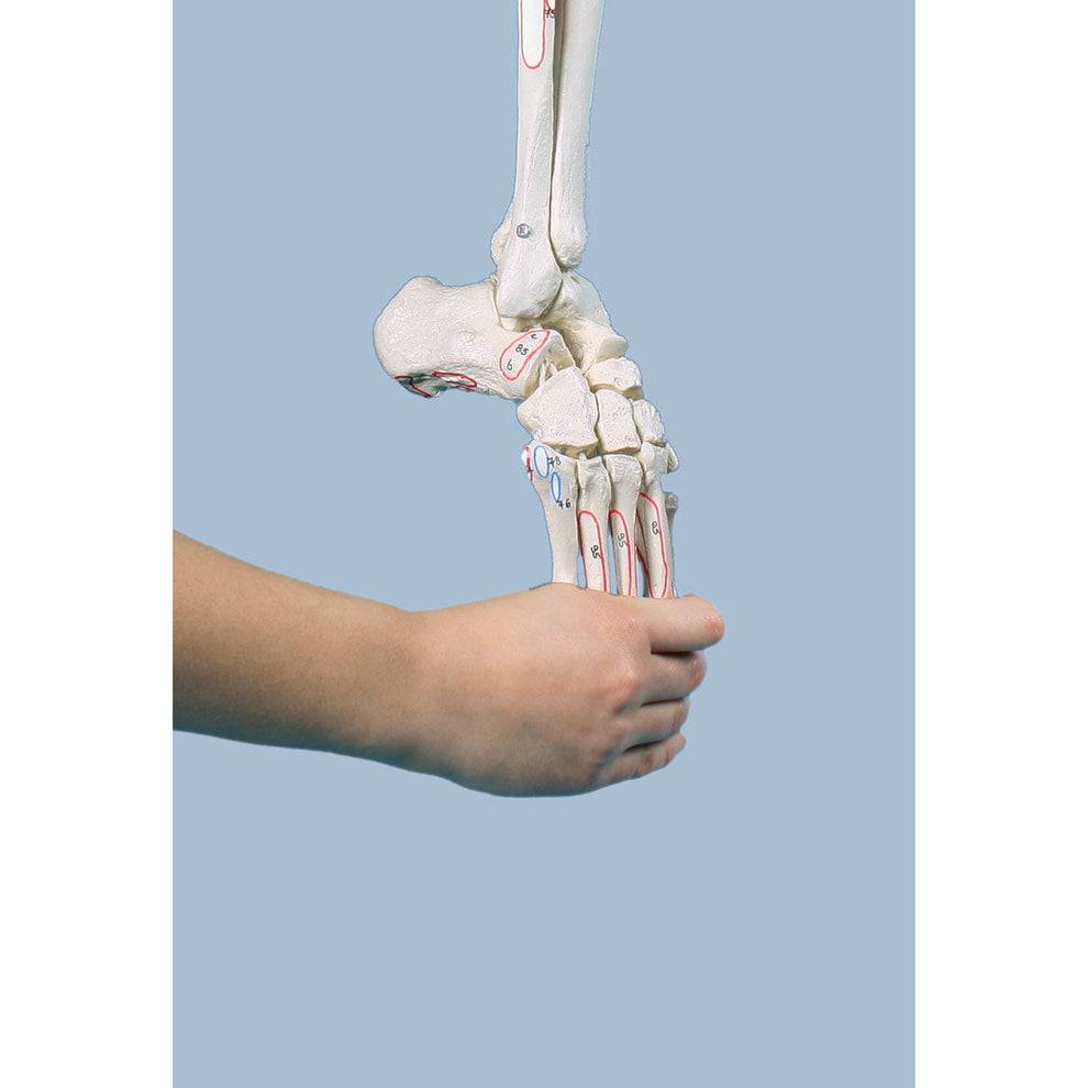 Skeleton of Leg with Half Pelvis - Flexible Foot & Muscle Markings ...