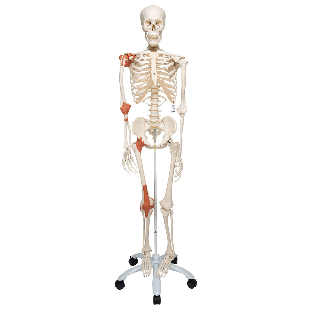 Human Skeleton Model Leo with Ligaments – Medisave UK