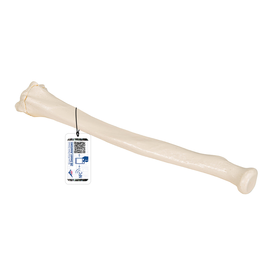 Human Radius Model – Medisave UK