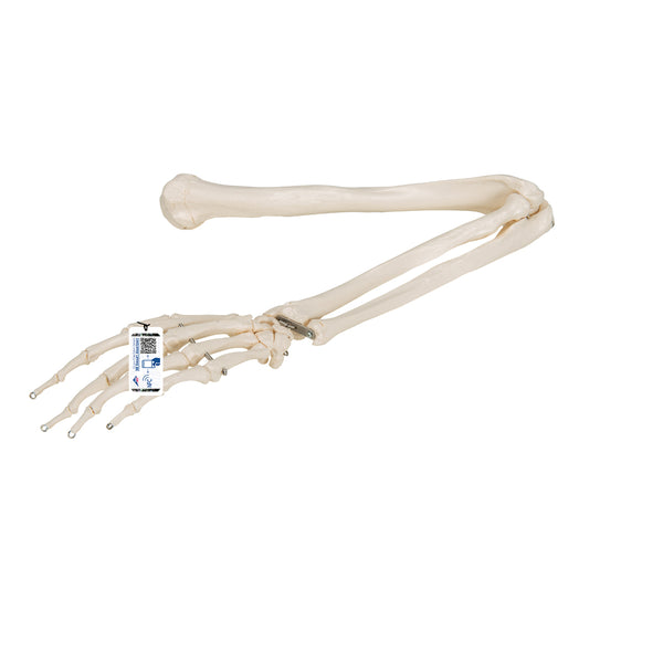 Human Arm Skeleton Model, Wire Mounted – Medisave UK