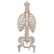 Classic Flexible Human Spine Model with Ribs & Femur Heads – Medisave UK