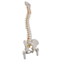 Classic Flexible Human Spine Model with Femur Heads – Medisave UK