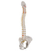 Classic Flexible Human Spine Model with Female Pelvis – Medisave UK