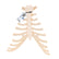 Human Sternum Model with Rib Cartilage – Medisave UK