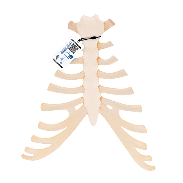 Human Sternum Model with Rib Cartilage – Medisave UK