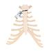 Human Sternum Model with Rib Cartilage – Medisave UK