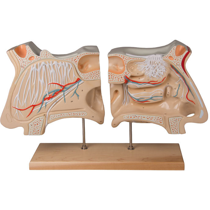 Nose & Olfactory Organ - 4 Times Life-Size – Medisave UK