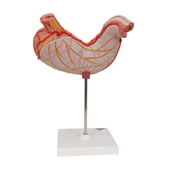 Stomach Model Anatomy Models Of The Human Digestive System