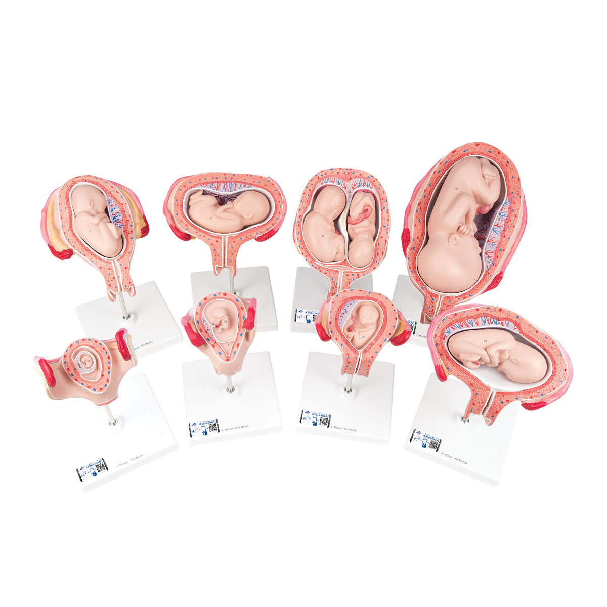 Pregnancy Models Series, 8 Individual Embryo & Fetus Models – Medisave UK