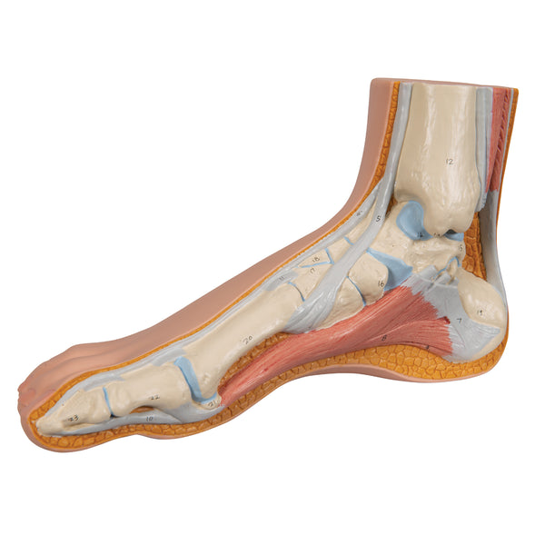Normal Foot Model – Medisave UK