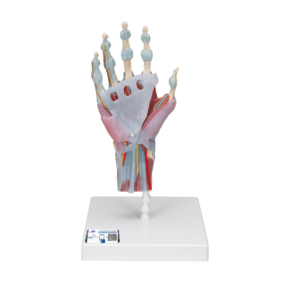 Hand Skeleton Model with Ligaments & Muscles – Medisave UK