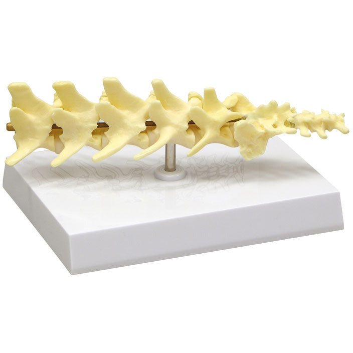 Canine Vertebral Column – Medisave UK