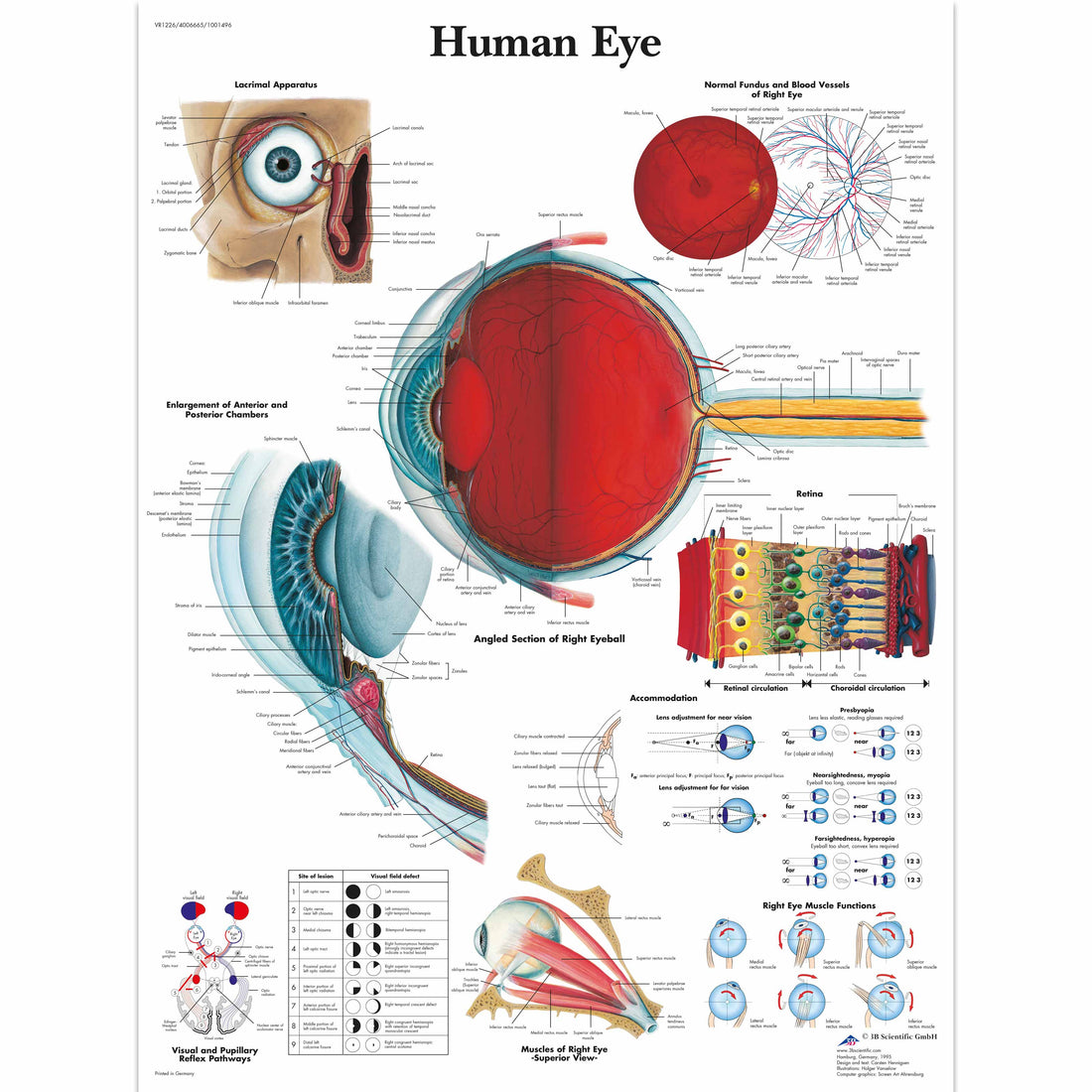 Human Eye Chart – Medisave UK