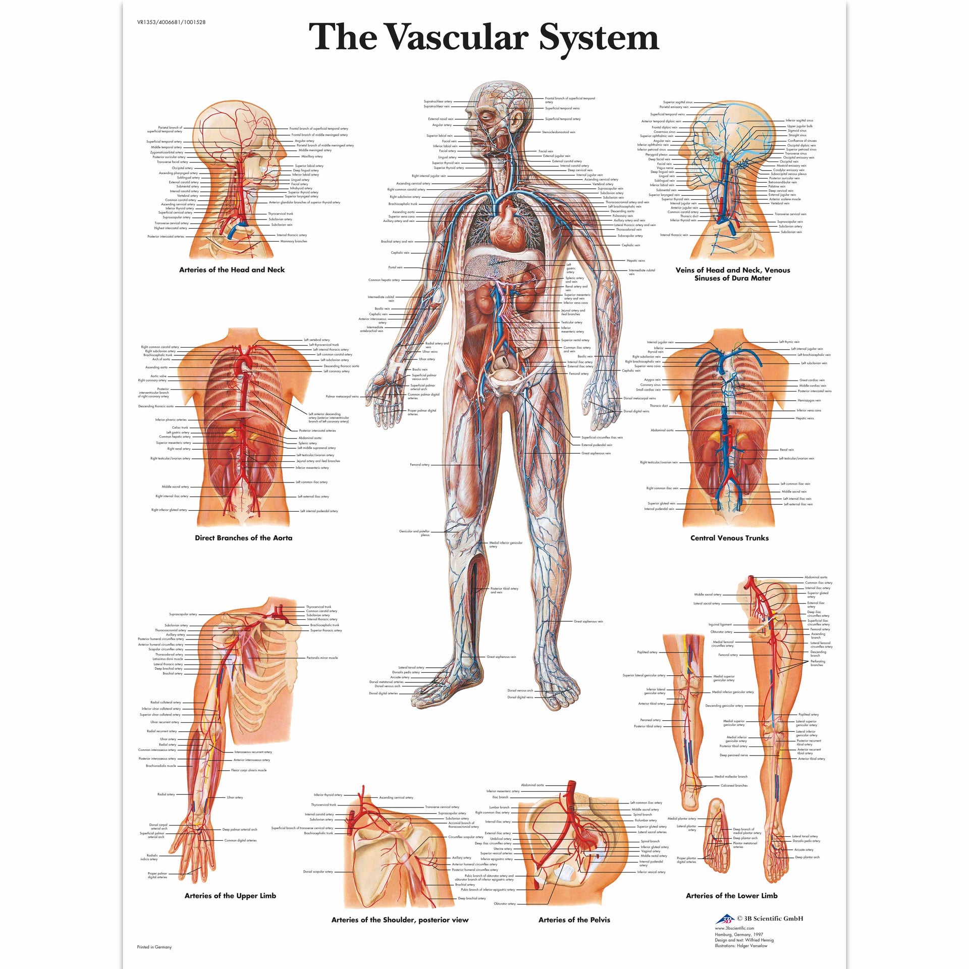 Venous System Anatomy Venous System Of The Abdomen, Artwork | Stock