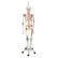 Human Skeleton Model Sam on Hanging Stand with Muscle & Ligaments ...