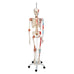 Human Skeleton Model Sam on Hanging Stand with Muscle & Ligaments ...