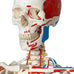 Human Skeleton Model Sam on Hanging Stand with Muscle & Ligaments ...