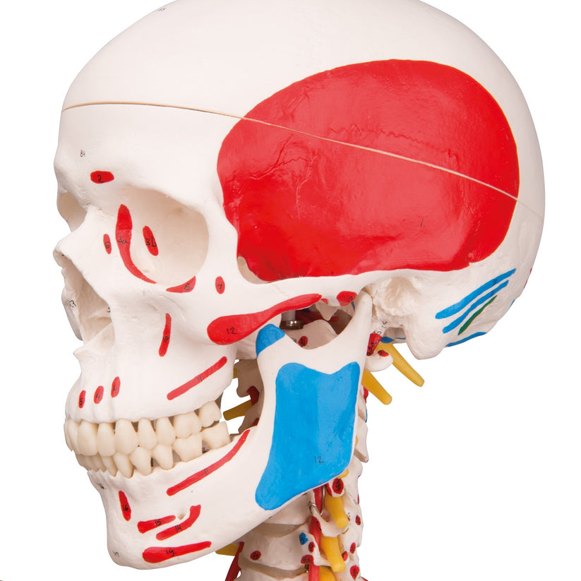 Human Skeleton Model Sam on Hanging Stand with Muscle & Ligaments ...