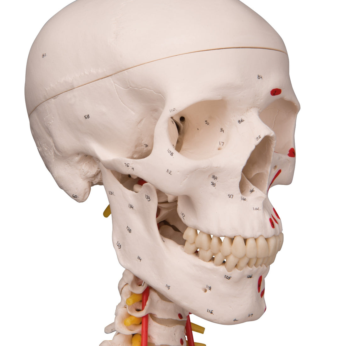 Human Skeleton Model Sam on Hanging Stand with Muscle & Ligaments ...