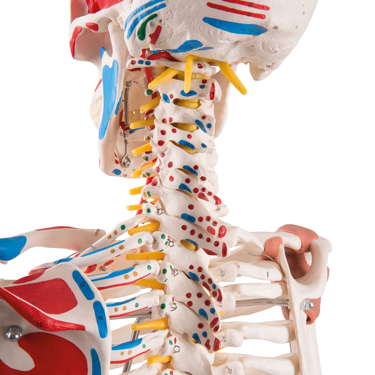 Human Skeleton Model Sam on Hanging Stand with Muscle & Ligaments ...