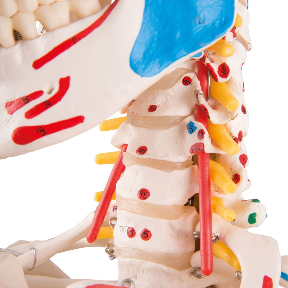 Human Skeleton Model Sam on Hanging Stand with Muscle & Ligaments ...
