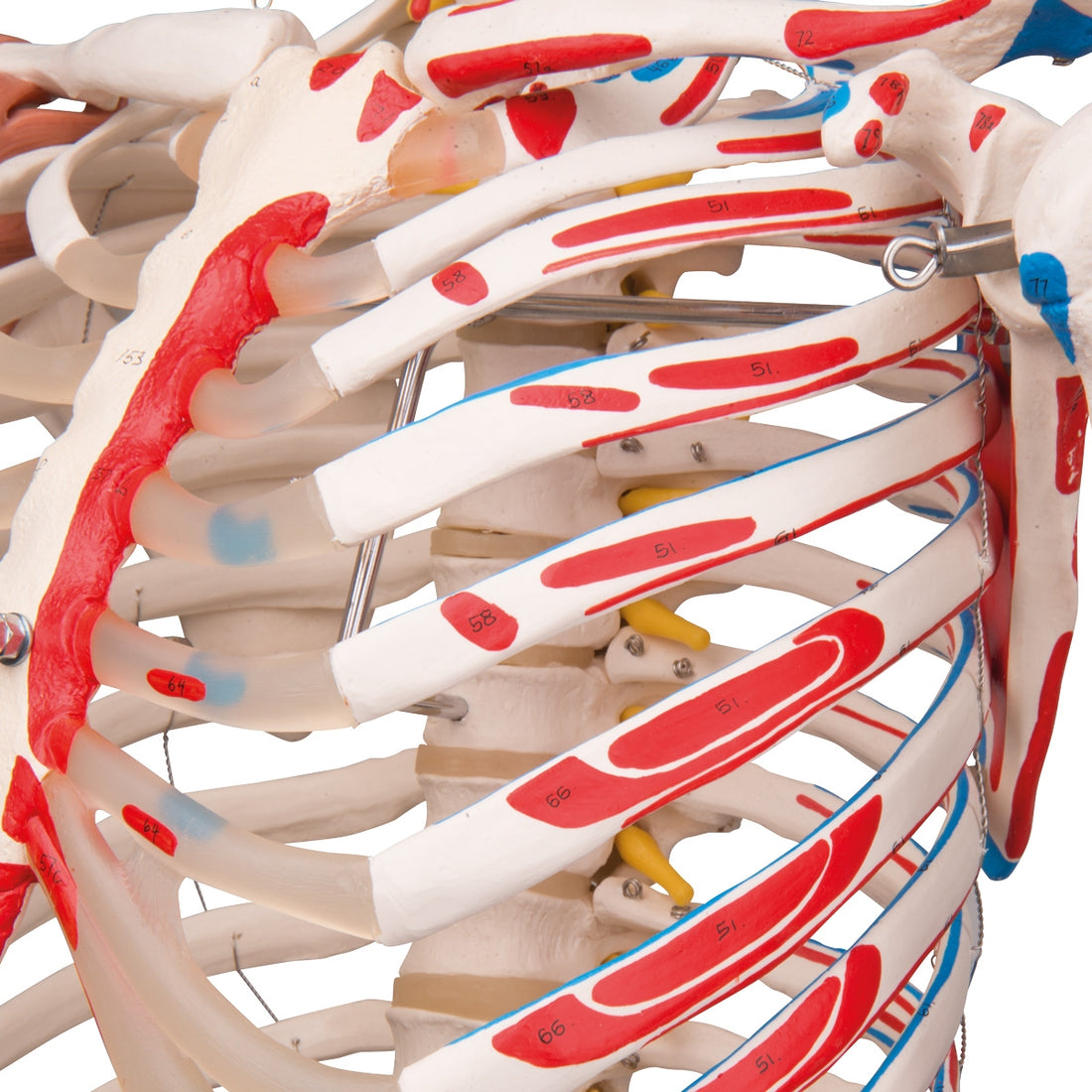 Human Skeleton Model Sam on Hanging Stand with Muscle & Ligaments ...