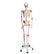 Human Skeleton Model Sam with Muscles & Ligaments on 5' Stand – Medisave UK