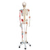 Human Skeleton Model Sam with Muscles & Ligaments on 5' Stand – Medisave UK