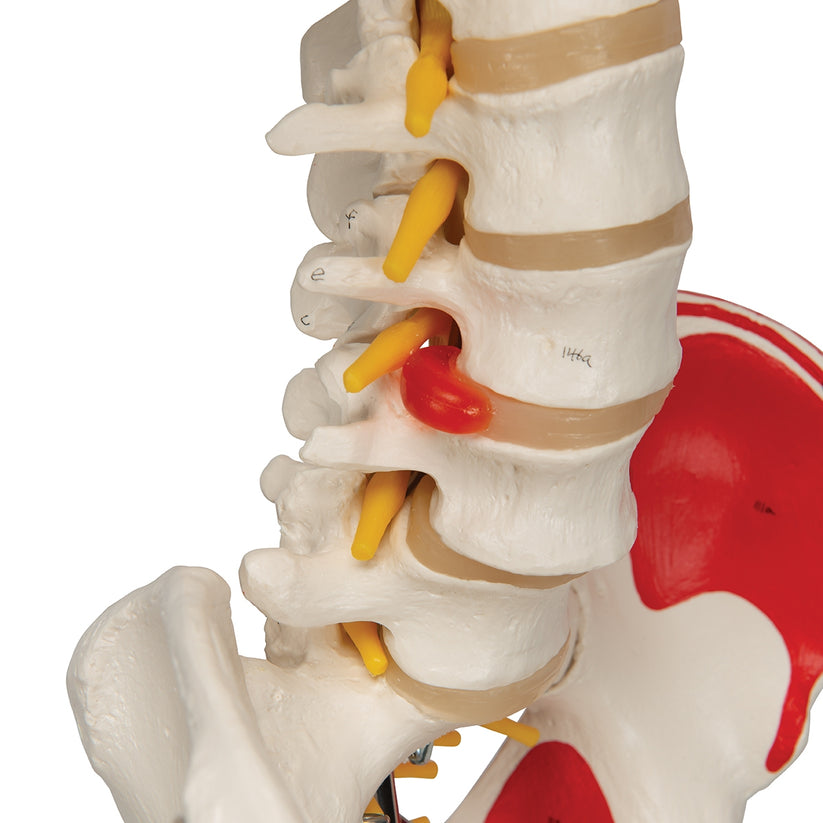 Human Skeleton Model Sam with Muscles & Ligaments on 5' Stand – Medisave UK