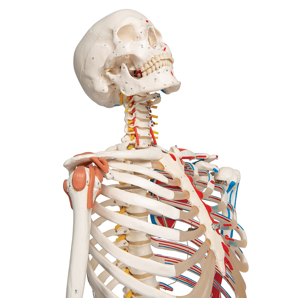 Human Skeleton Model Sam with Muscles & Ligaments on 5' Stand – Medisave UK