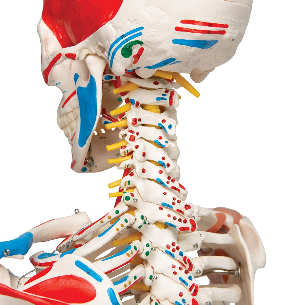Human Skeleton Model Sam with Muscles & Ligaments on 5' Stand – Medisave UK