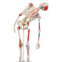 Human Skeleton Model Sam with Muscles & Ligaments on 5' Stand – Medisave UK