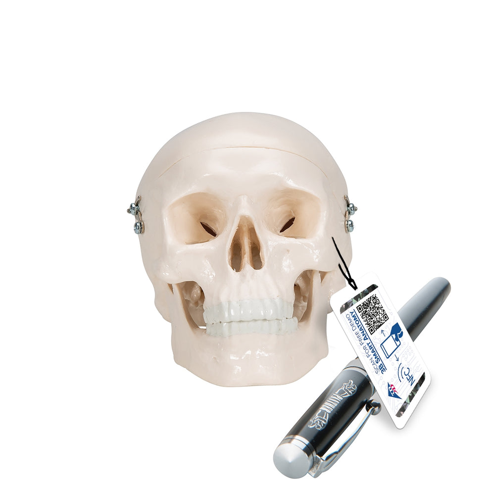 Mini Human Skull Model - 3 Part (Skullcap, Base of Skull, Mandible ...