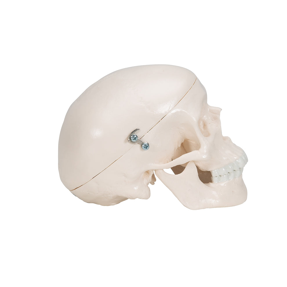 Mini Human Skull Model - 3 Part (Skullcap, Base of Skull, Mandible ...