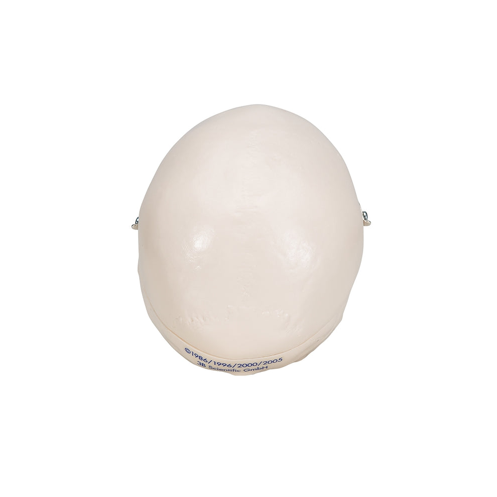 Mini Human Skull Model - 3 Part (Skullcap, Base of Skull, Mandible ...